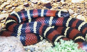 6 Fun Facts Kids Should Know About Snakes - Education Otherwise